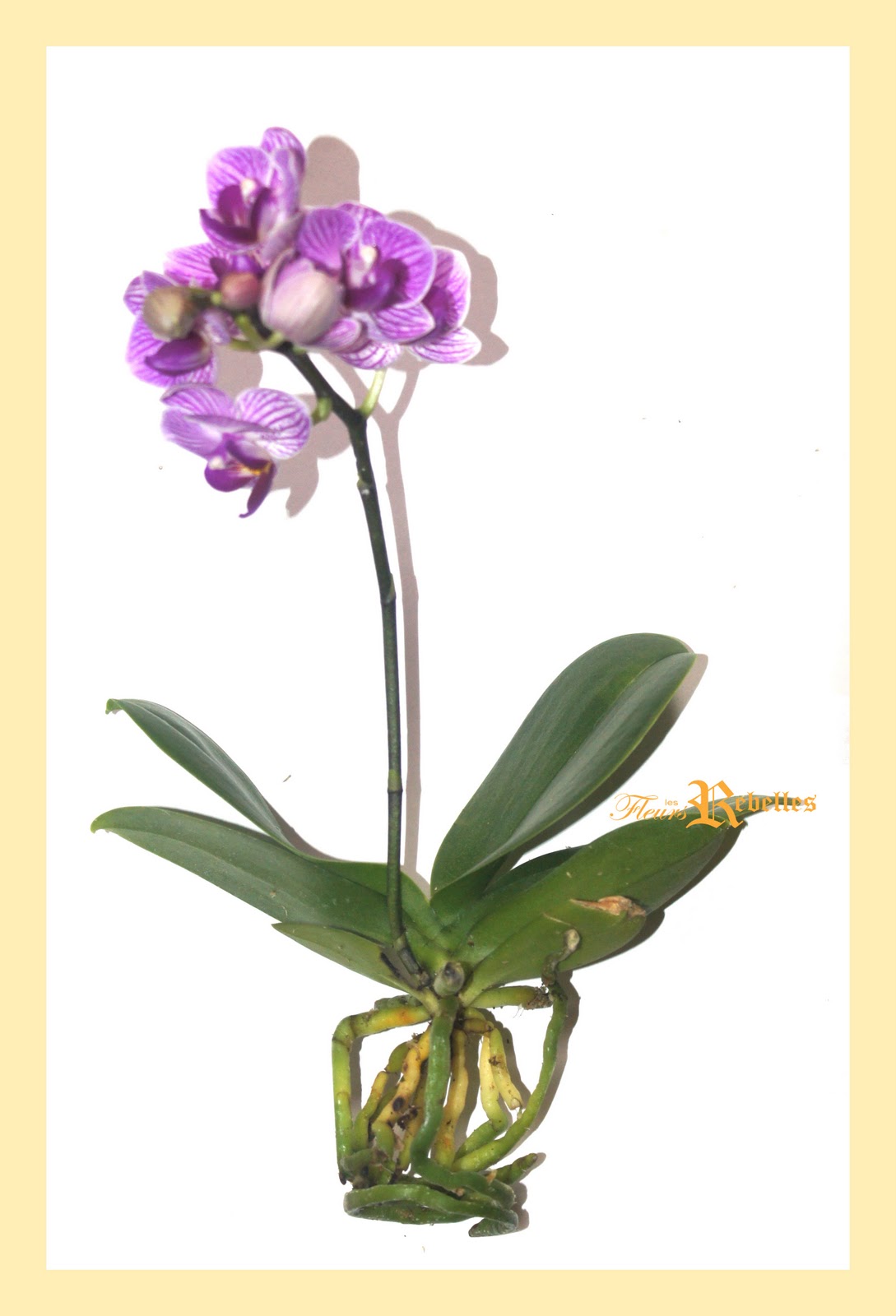 Mon Mini Phalaenopsis Little Lady