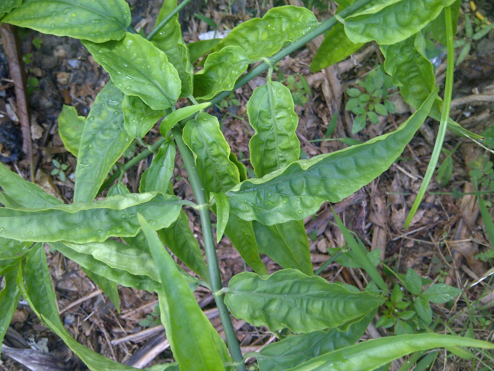 Xing Fu: SABAH SNAKE GRASS (CLINACANTHUS NUTANS L.)