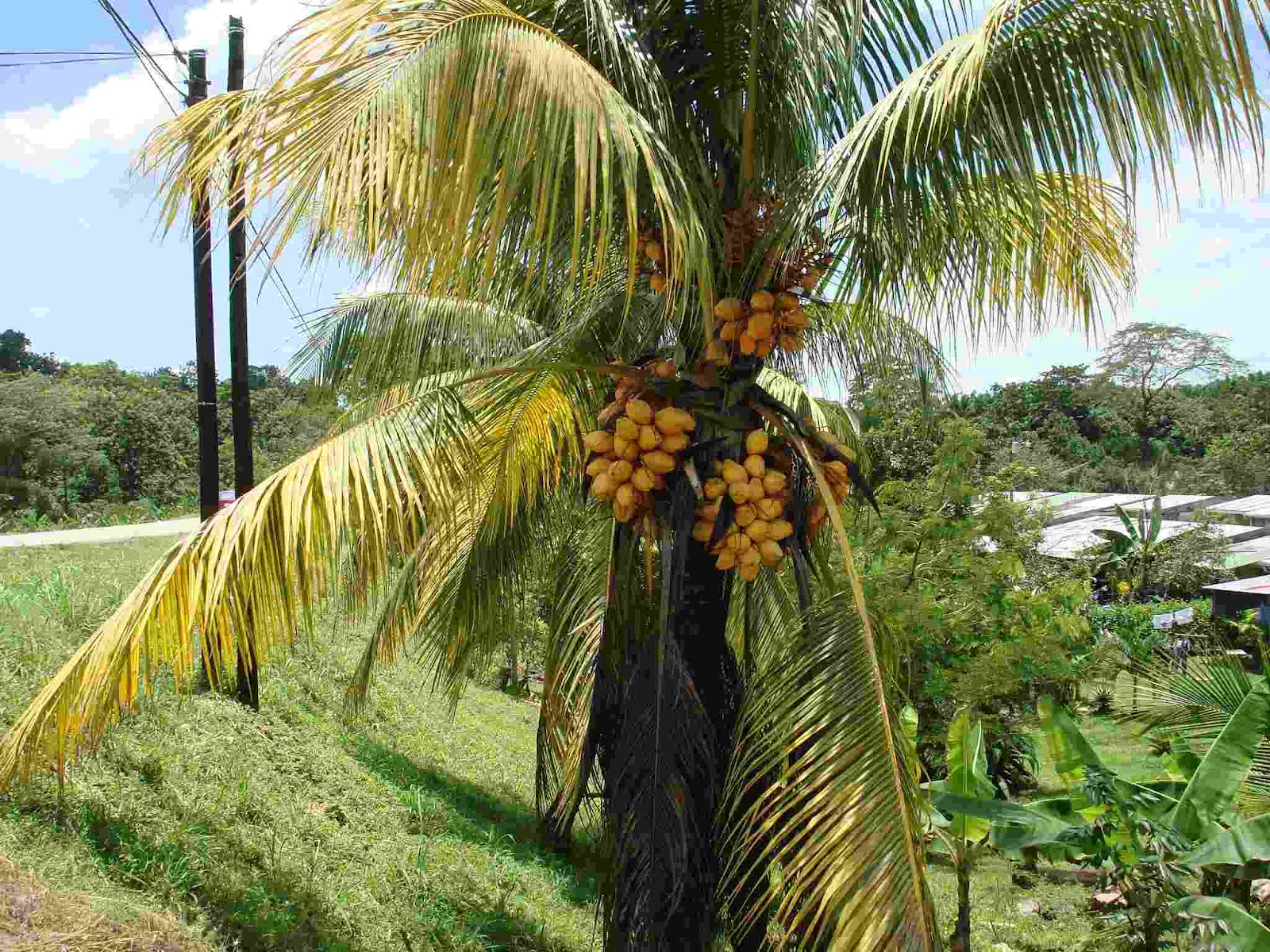 AMAZONAS, CIUDAD DE HERMOSAS VISTAS: Flora Amazónica