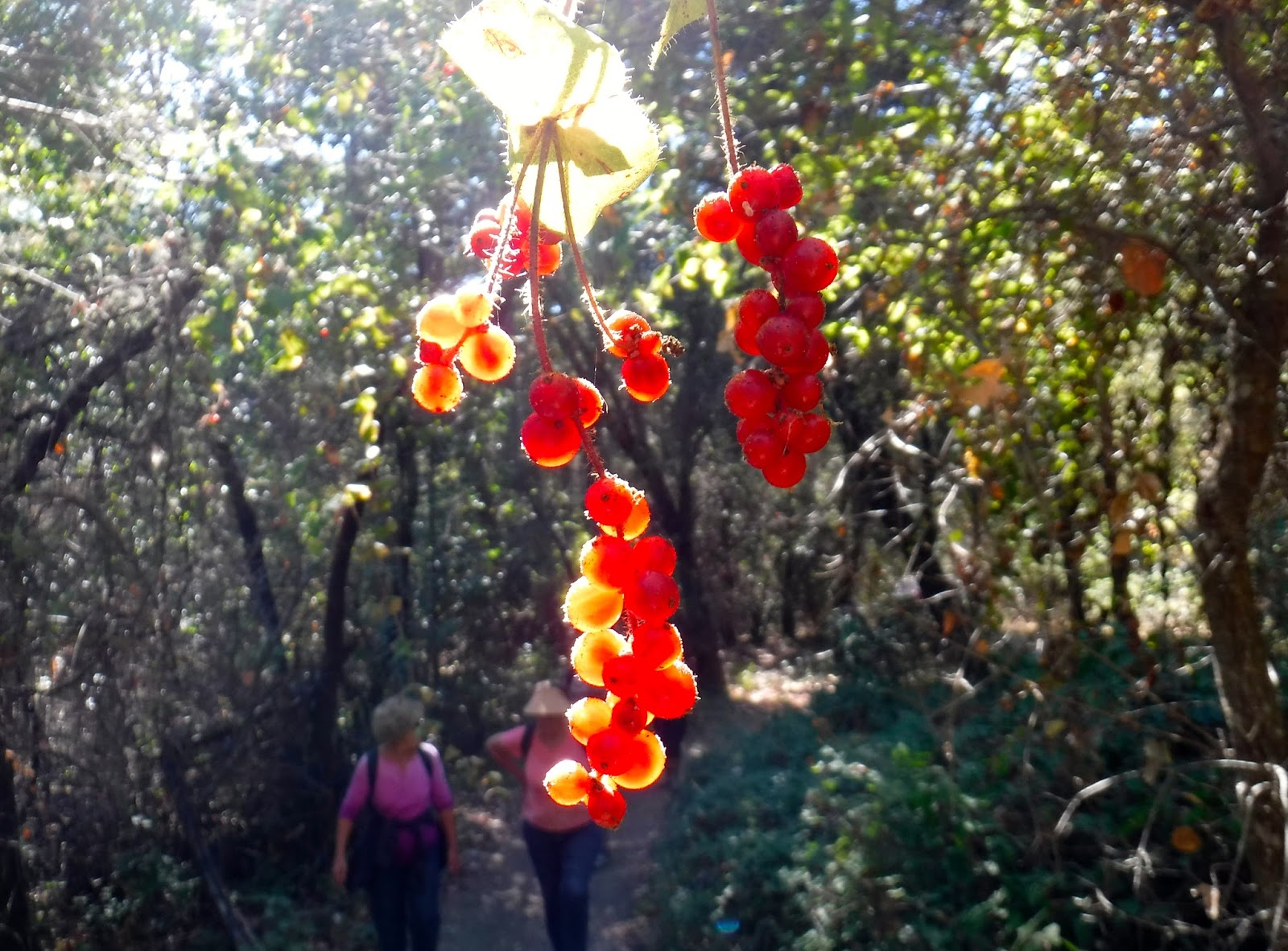 Santa Cruz Mountains Trails: A One Way Downhill Hike at Wunderlich ...