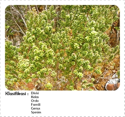 Spesies Botani Pegunungan Latimojong ~ MPAS MIMESIS FSD UNM