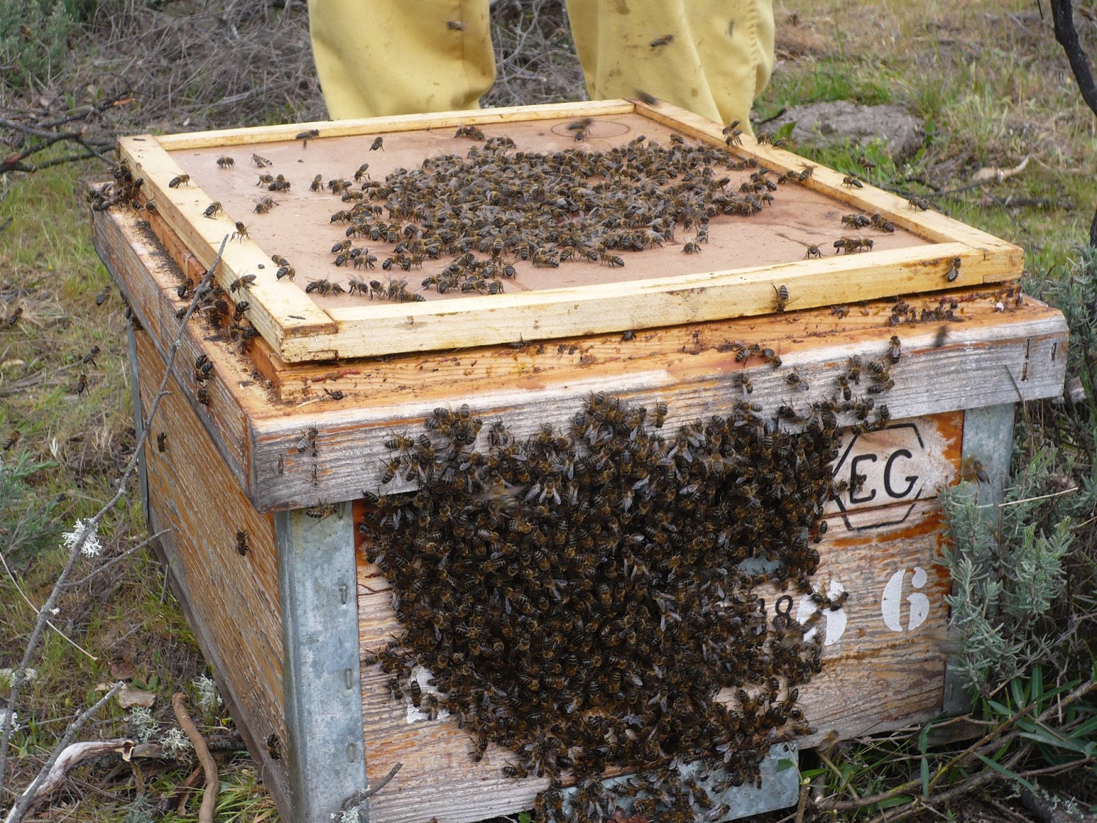 CORONA APICULTORES: NACE UNA NUEVA COLMENA