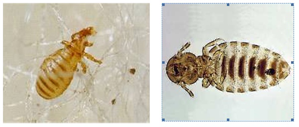 Junto Julianto: Damalinia Ovis