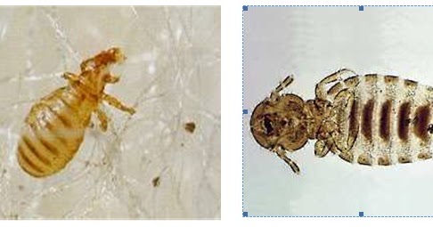 Ordo Mallophaga - Informasi Serangga