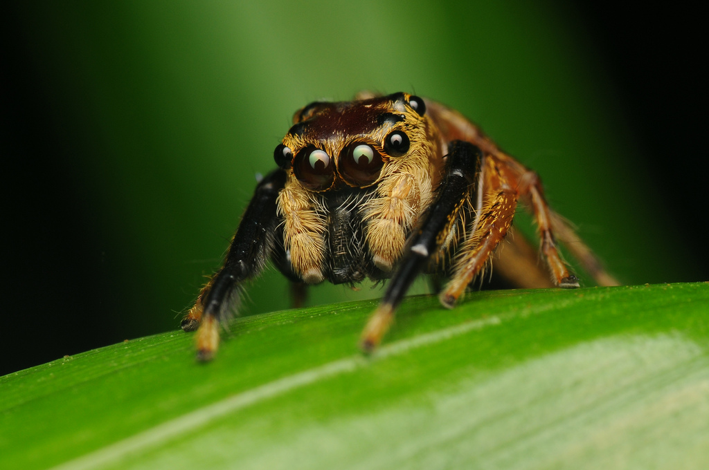 The Mirror: Fantastic Spider Photography (Four Sets of Eyes)