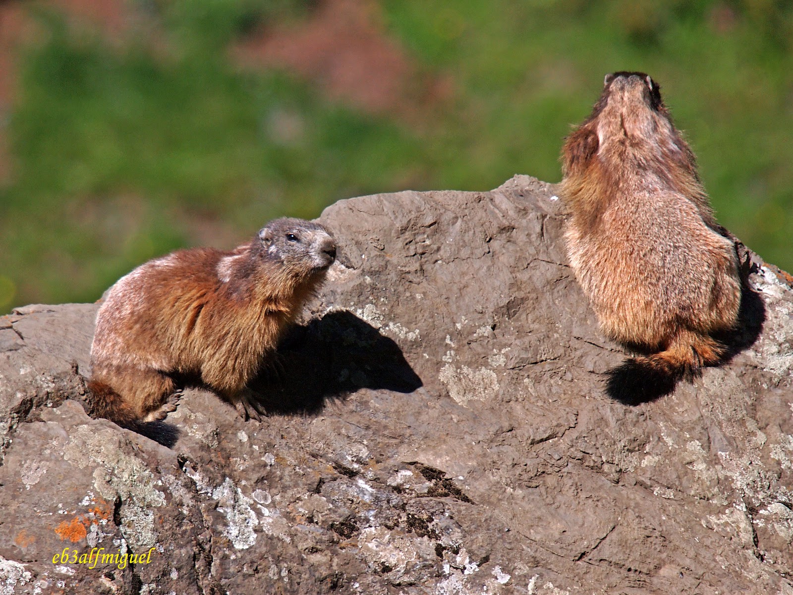 Miguel fotografia: Marmota (Marmota marmota)