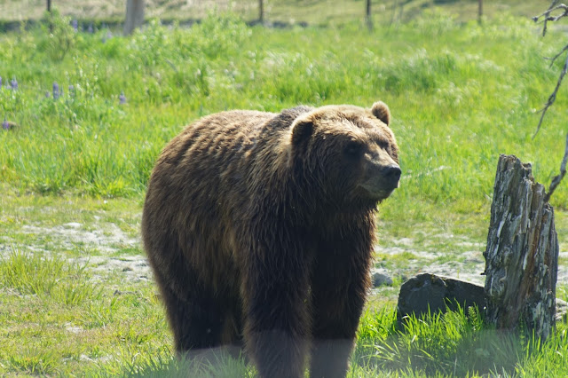 Lost But Loving It...In Alaska!: The End of an Em-bear-assing amount of ...