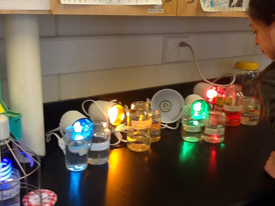 Ms. Pratt's 7th Grade Science: Brine Shrimp Lab Project