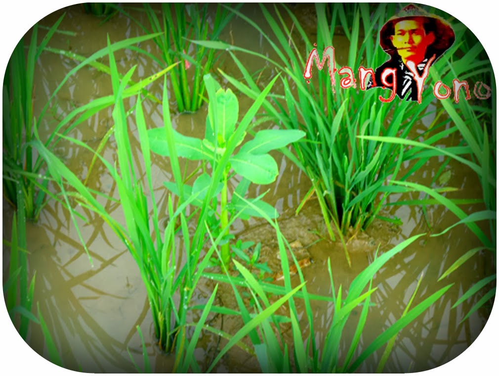 Gunda adalah gulma disawah yang bisa dikonsumsi utuk pecel atau lalapan ...