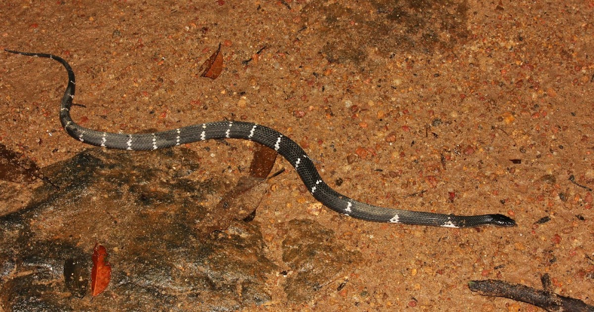 Lanka Nature Summary: Sri Lanka wolf snake (Lycodon carinatus)