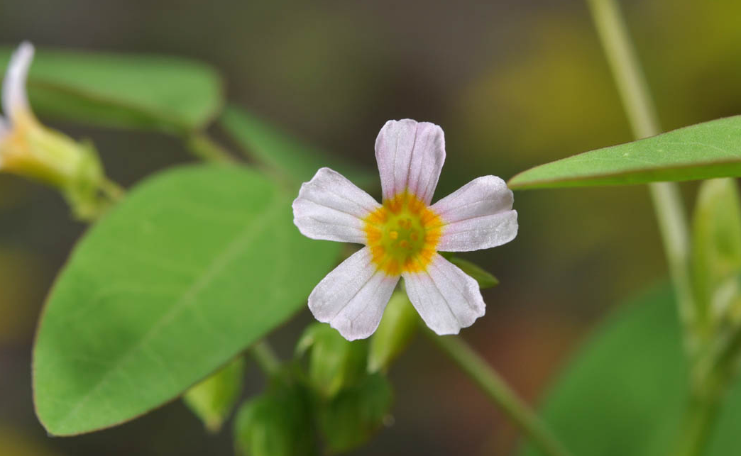 Manfaat Dan Khasiat Tumbuhan Calingcing Untuk Kesehatan tubuh (OXALIS ...
