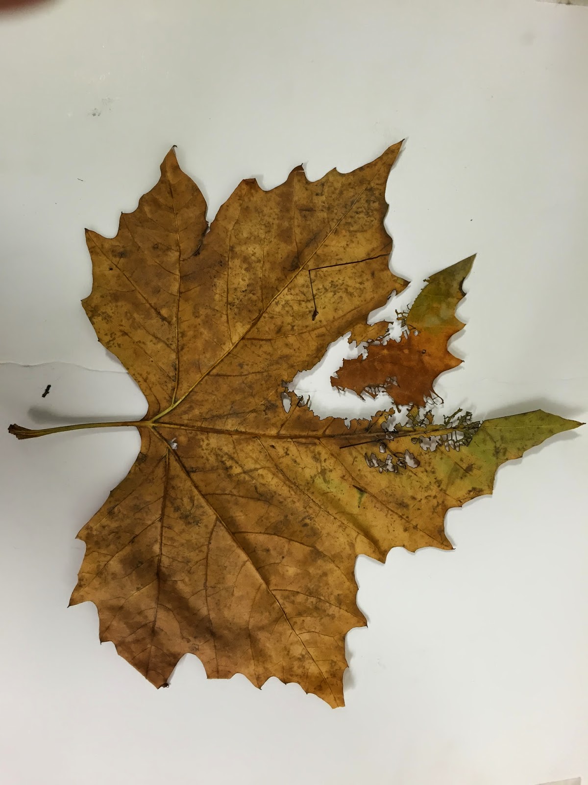 Beauty in the decay of nature: Real Organic Leaves | Laser cut