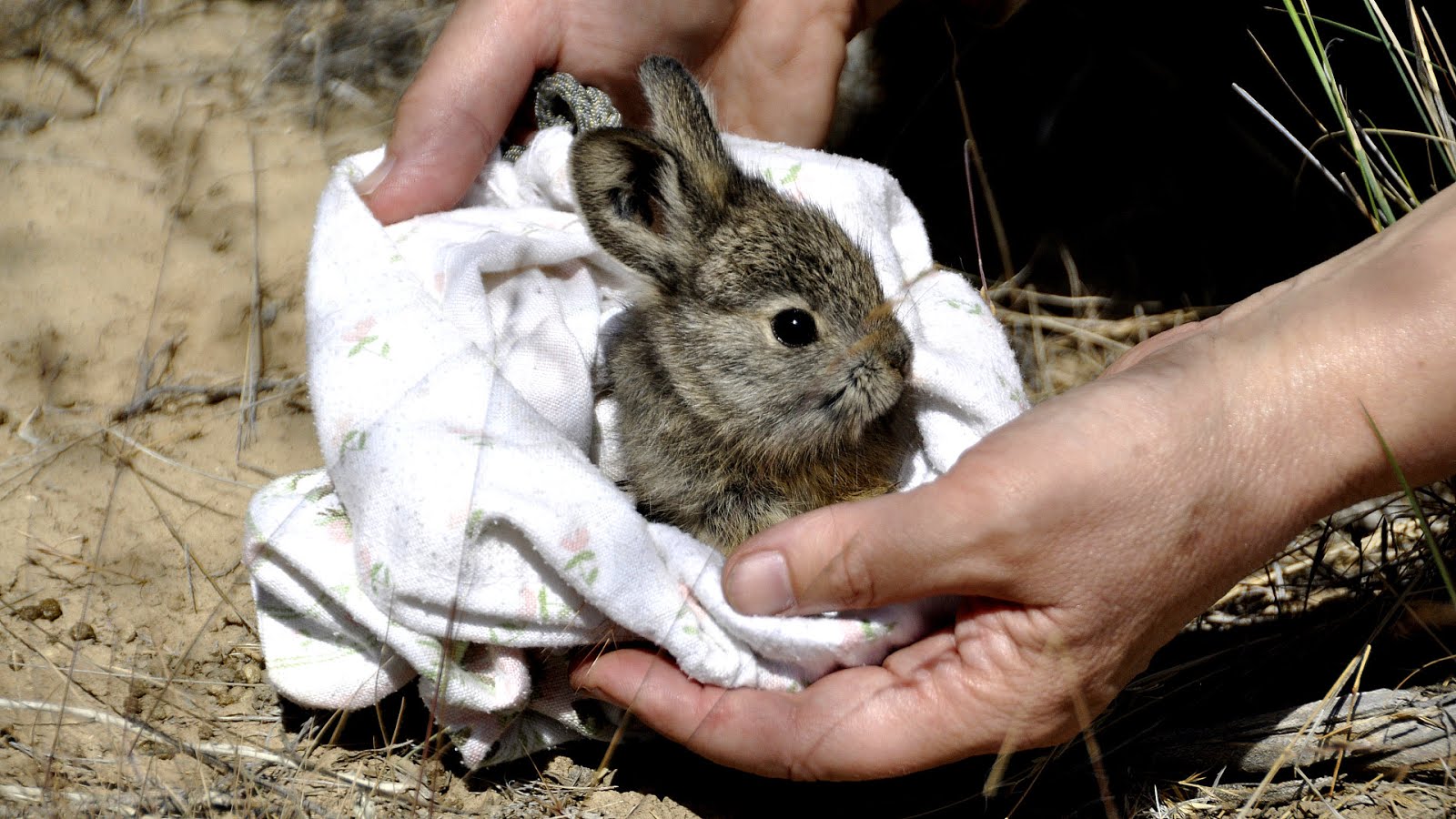 Are Jackrabbits Endangered - Danger Choices