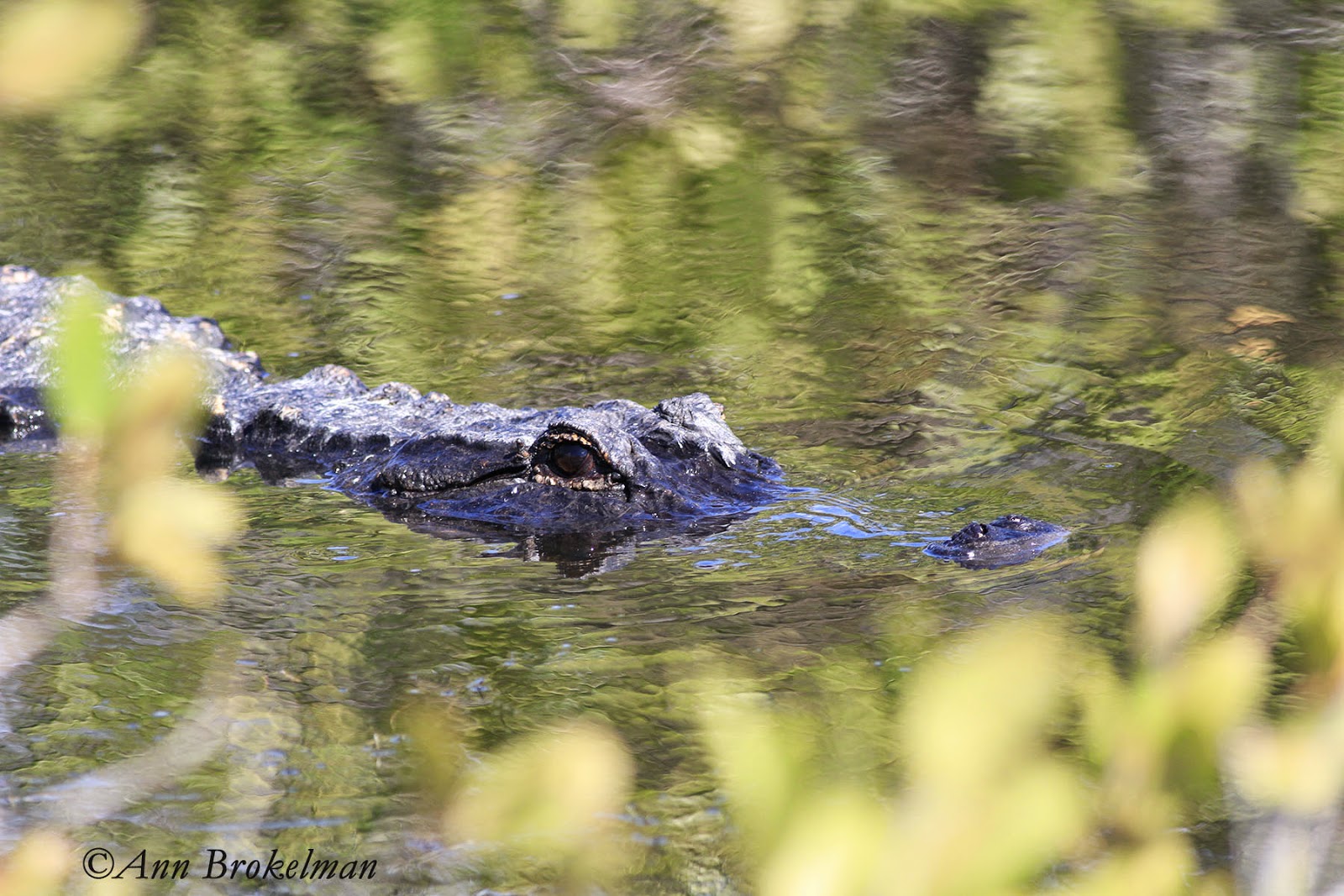 Ann Brokelman Photography: Alligator eating a coot - Florida 2015