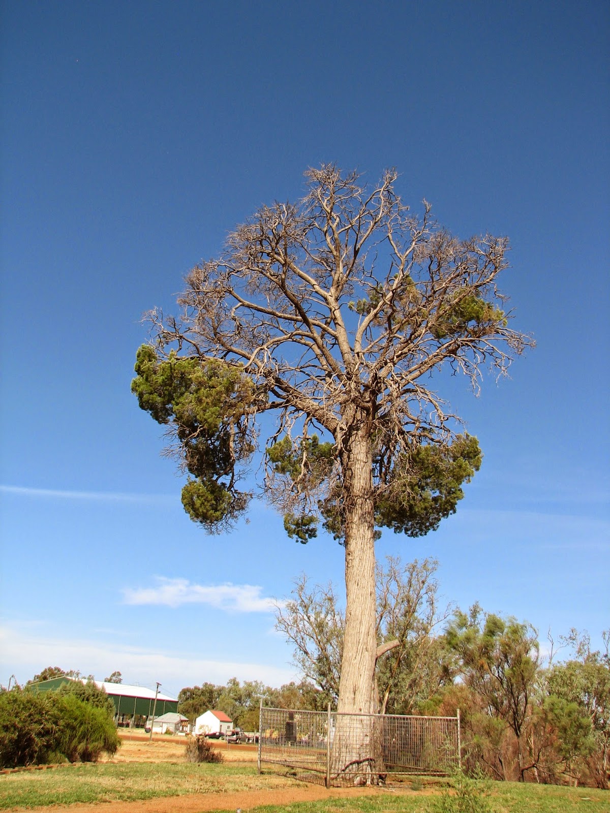 DiNo's Travels Around Australia - 2014/2015/16/17: 6 November 2016 ...