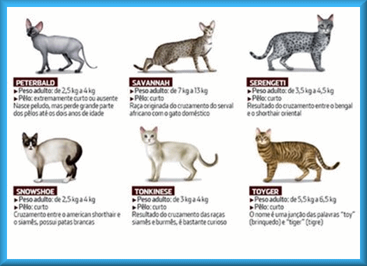 GatoMania: Raças dos Gatos