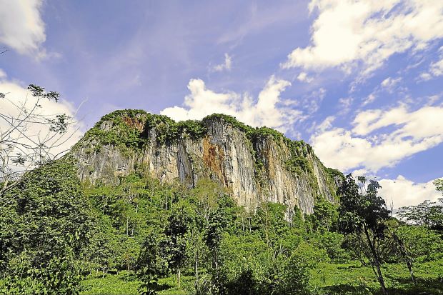 Malaysia: Rare botanical finds on limestone outcrops | The Green Reporter