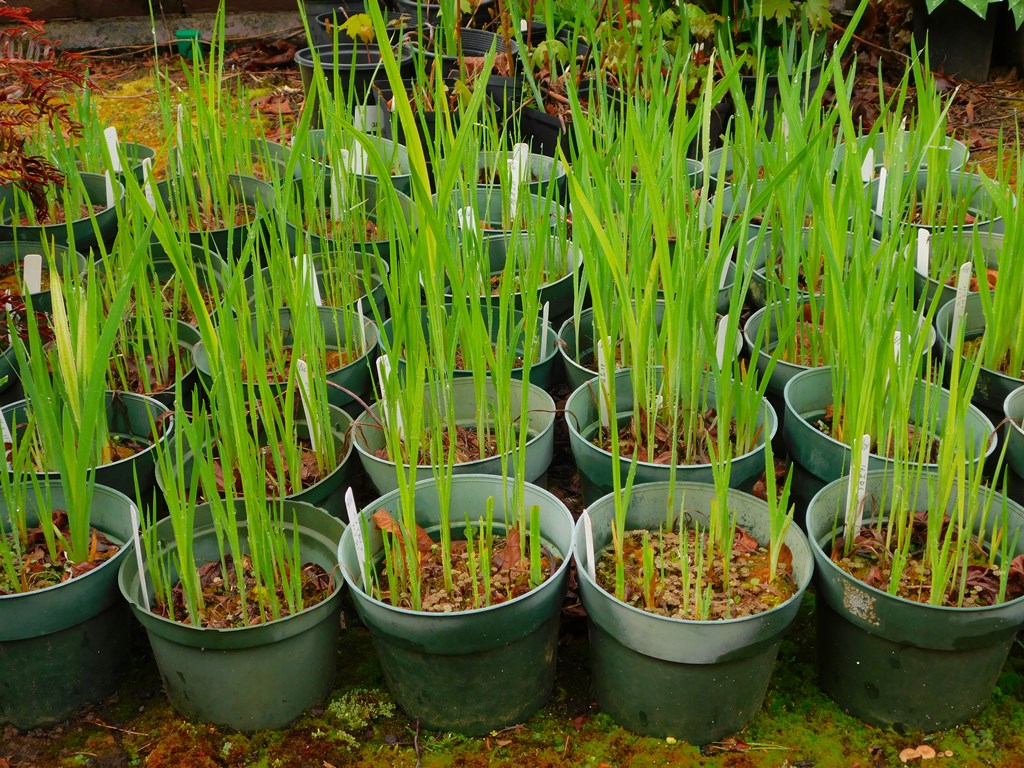World of Irises: Iris ensata, Iris laevigata and Pseudata in Containers