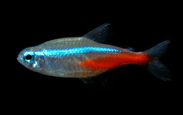 benny the explorer: Ikan Neon Tetra (Paracheirodon innesi)