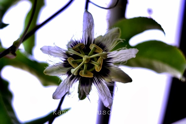 Bunga Markisa | Detik Detik Indah Dalam Hidupku