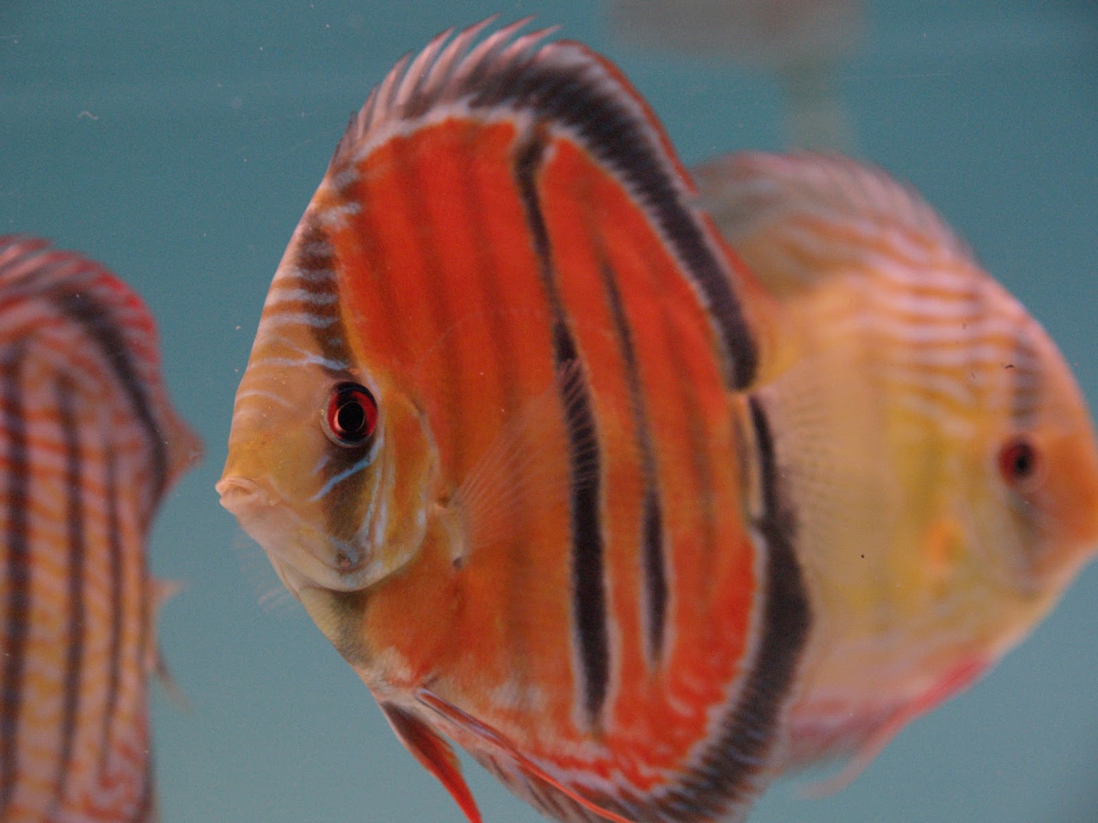 紅鱗七彩 Redscales Discus: 11.Wild Discus 野生七彩神仙的種類3