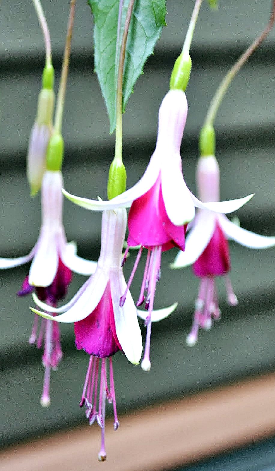 The Outlaw Gardener: Hardy Fuchsias, my favorite plant in the garden ...