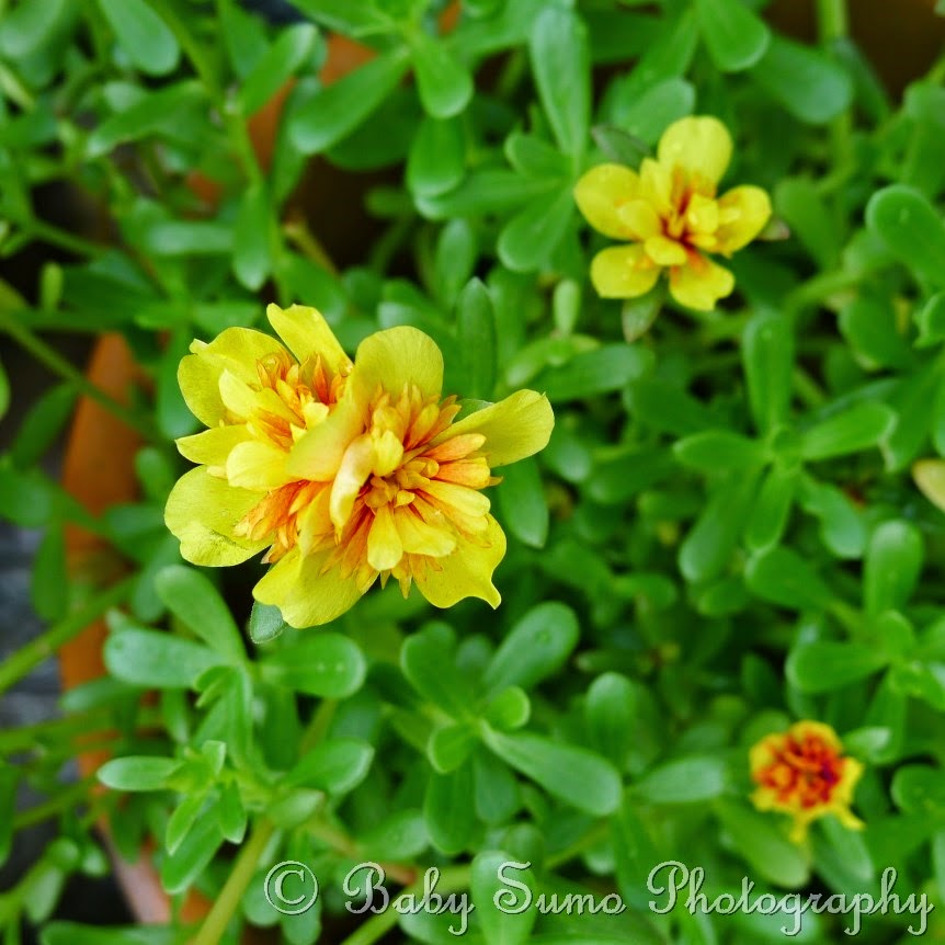 Baby Sumo Photography: December 2014