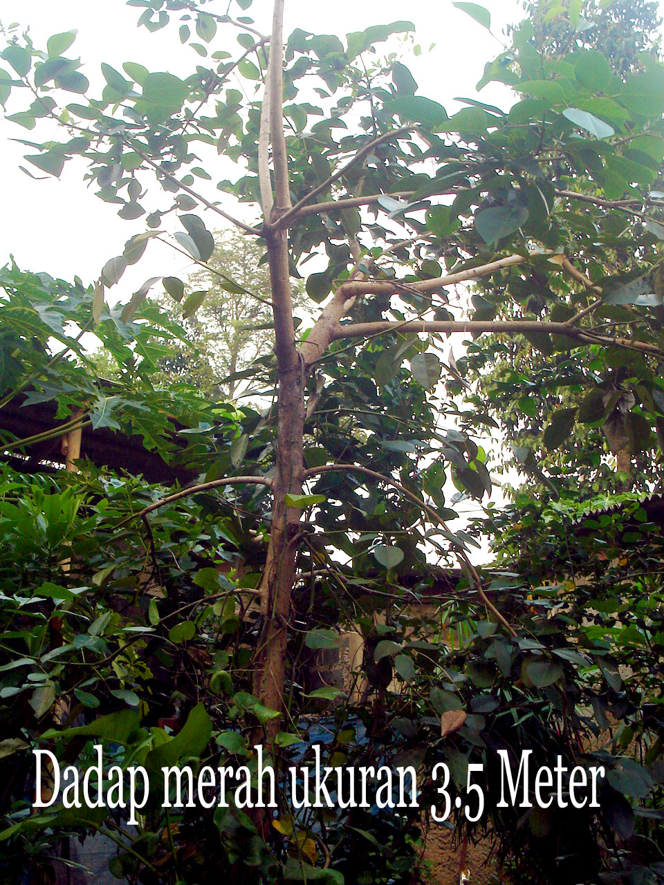 JUAL POHON DADAP MERAH ~ TUKANG TAMAN