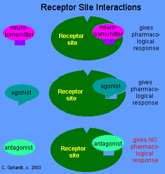 PHARMACOLOGY: Drug Receptor Interactions