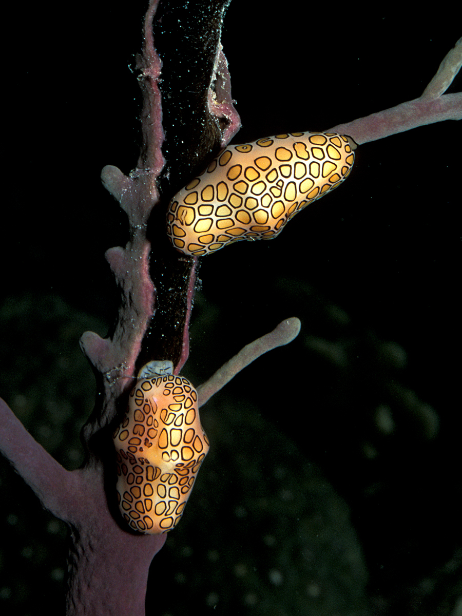 Real Monstrosities: Flamingo Tongue Snail