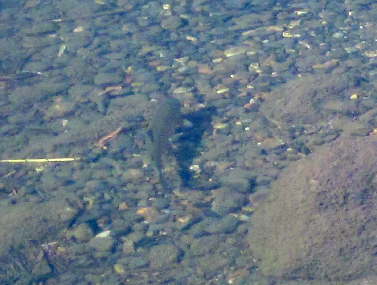 Mackay, Idaho 83251: Big Lost River at Smelter Bridge - October 21 2012