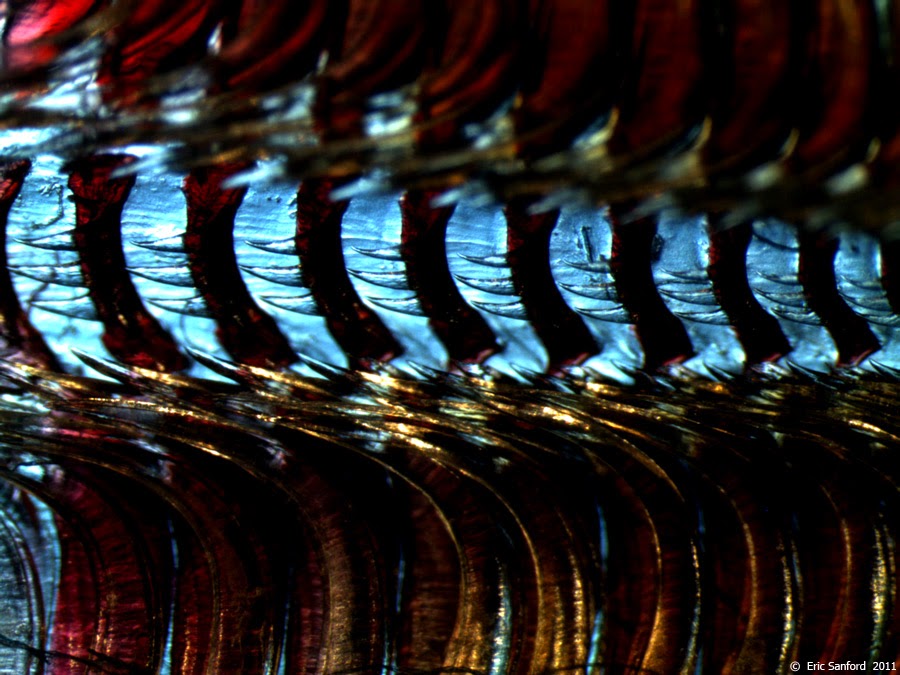 The Natural History of Bodega Head: Carinaria -- Part 2