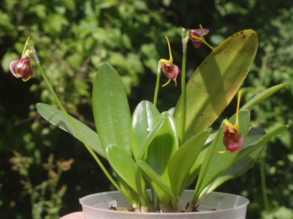 Masdevallia amplexa care and culture | Travaldo's blog