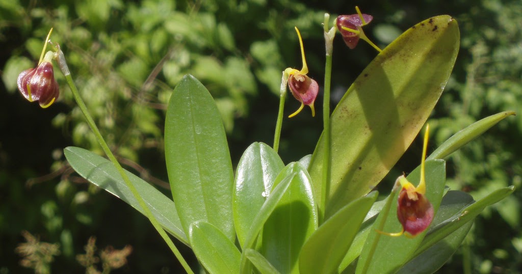 Masdevallia amplexa care and culture | Travaldo's blog