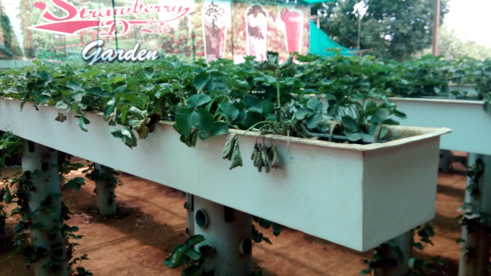 Garden Care Simplified: Yummy Fresh Strawberry and Cream! Mahabaleshwar ...