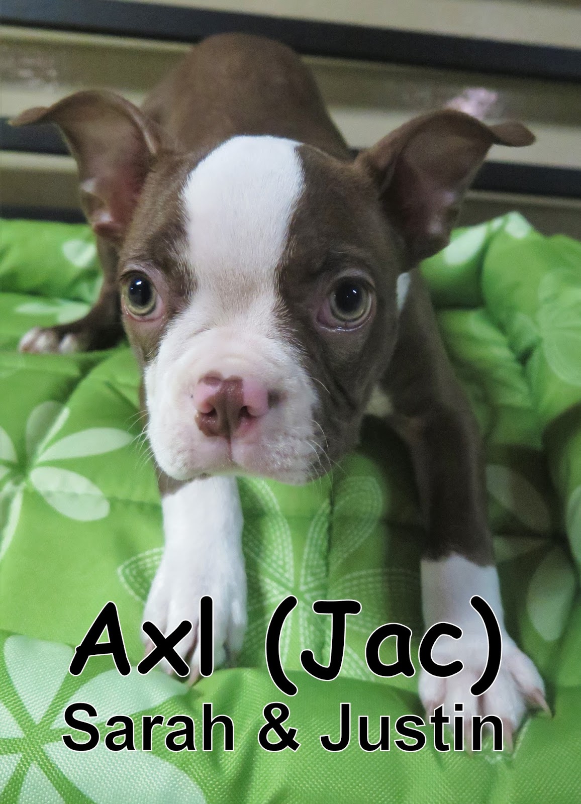 Fort Fido Dog Daycare & Boarding News Blog: Axl & Jade