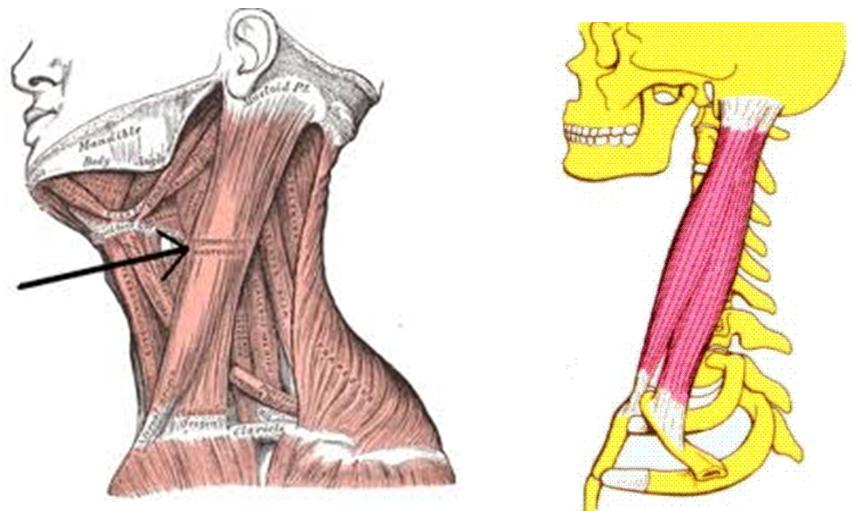 Músculo esternocleidomastoideo - Pesquise Sem Parar: Músculo ...