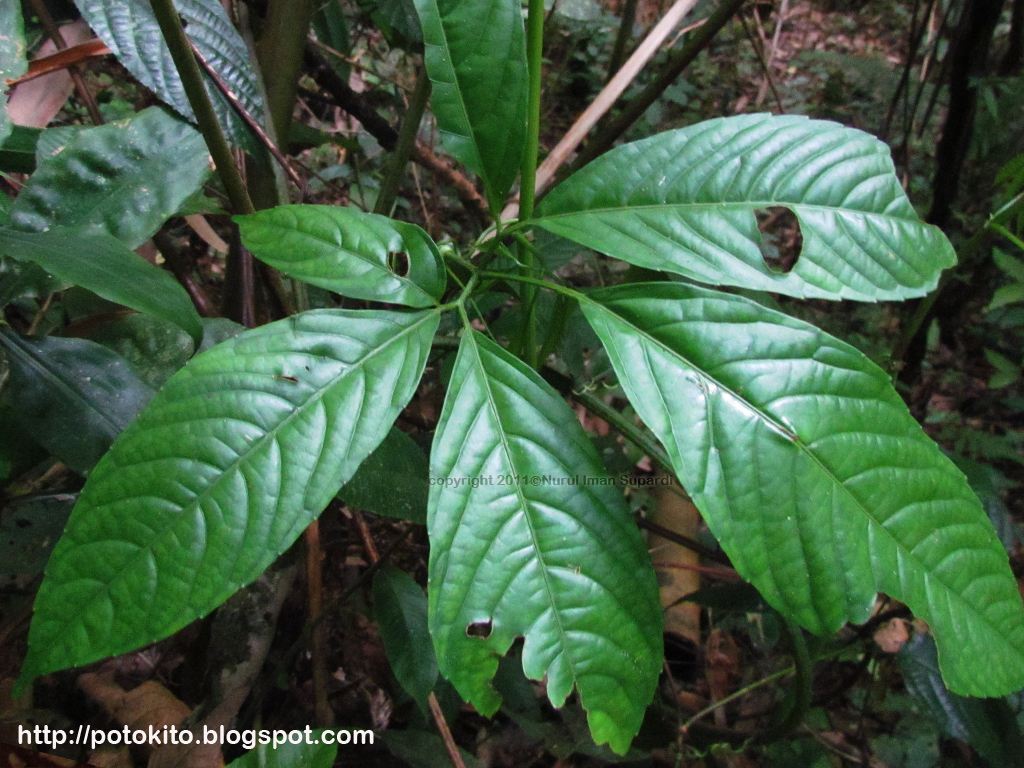 Gallery of Bengkulu - Indonesia: A Close Up views of the newest ...