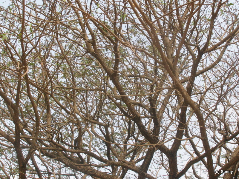 Sagara Teeram: A Morning Visit to the Indira Gandhi Glass House, Hubli