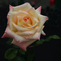 Florist Wilmington NC | Bloomers Flowers Blog - Wilmington NC ...