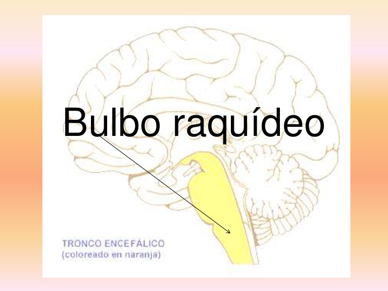 SISTEMA NERVIOSO CENTRAL