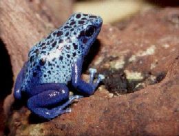 Cheiro de Bicho: Alguns lindos sapinhos