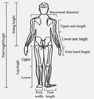 antropometria: la antropometria