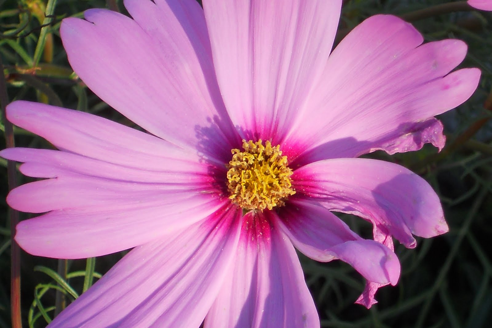 Lilac Gate: Cosmos Flowers