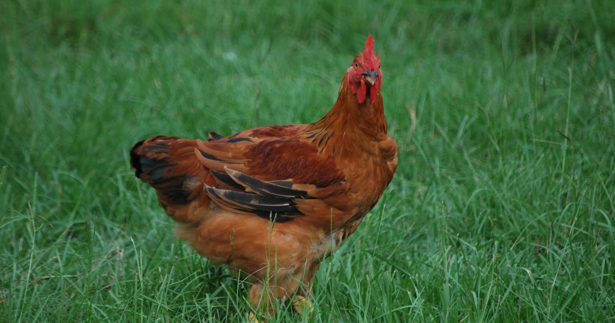 HighTail Farms: Broilers and broiling