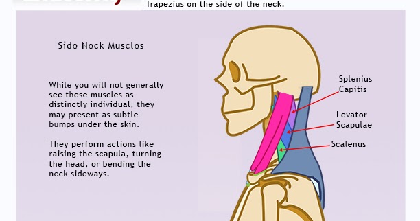 Drawsh: The Side of the Neck
