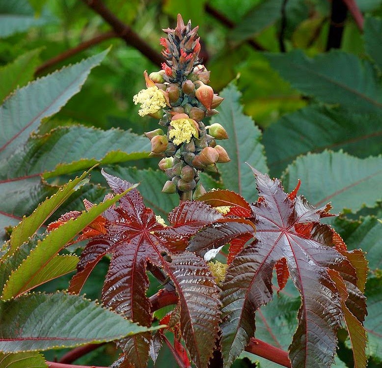 Blok888: Top 10 Most Poisonous Plants in the world