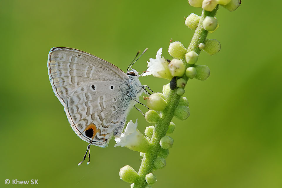 Butterflies of Singapore: Butterfly of the Month - April 2017