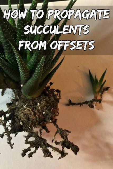 How to Propagate Succulents From Cuttings and Offsets