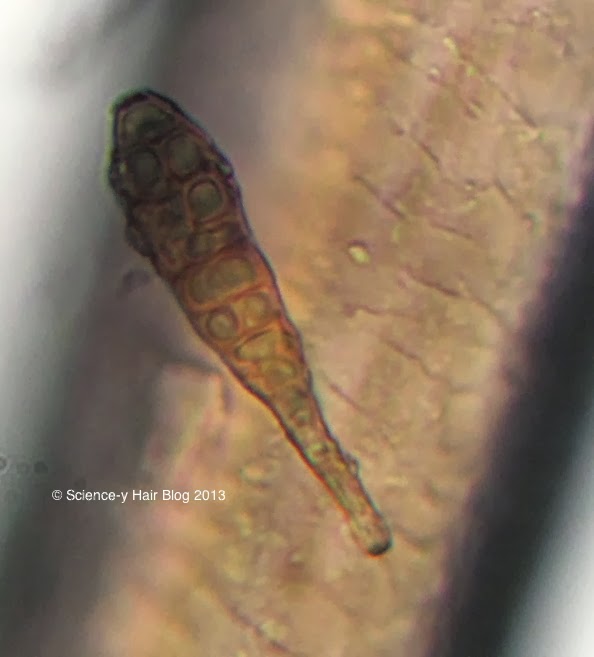 Science-y Hair Blog: Allergens in your hair!